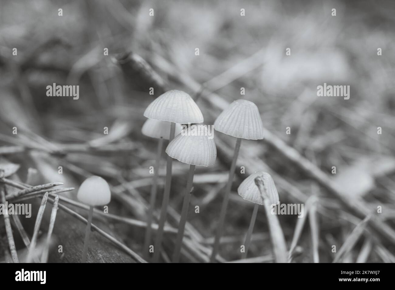 Un groupe de petits champignons en filigrane, pris en noir et blanc, sur le sol de la forêt en ...