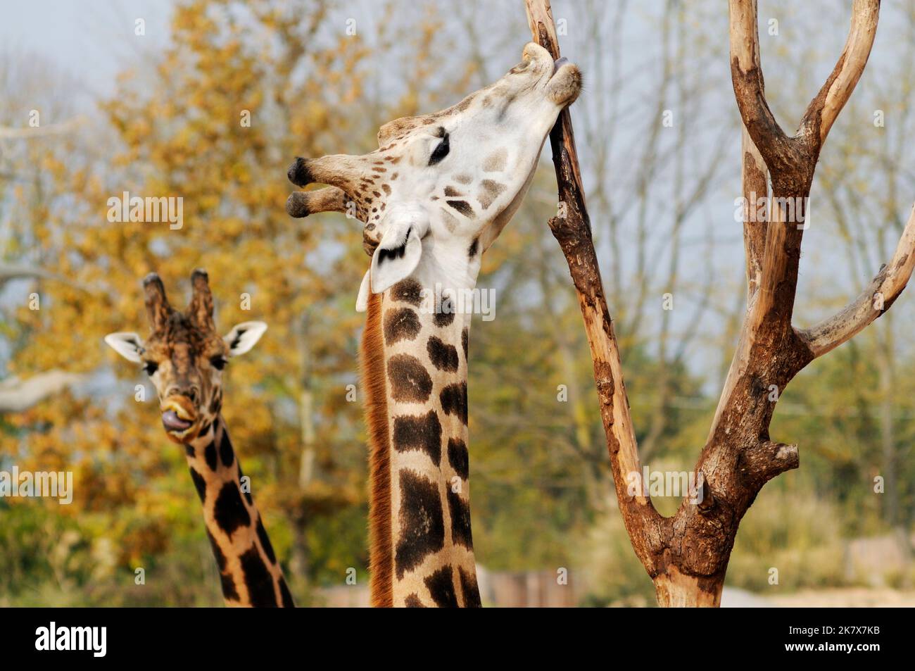 Yeux de girafe Banque de photographies et d’images à haute résolution ...