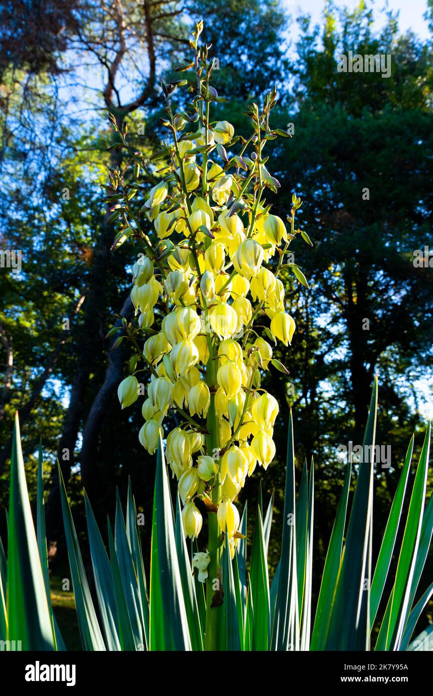 Yucca rupicola Banque de photographies et d’images à haute résolution ...