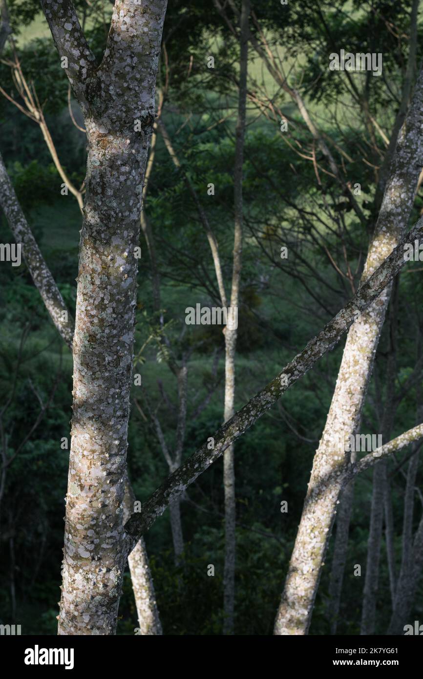 Zanthoxylum rhoifolium Banque de photographies et d’images à haute ...