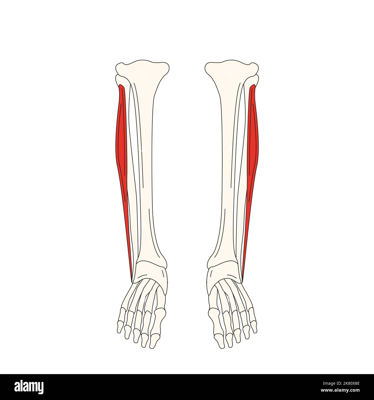 anatomie humaine dessin muscle péronier Photo Stock - Alamy