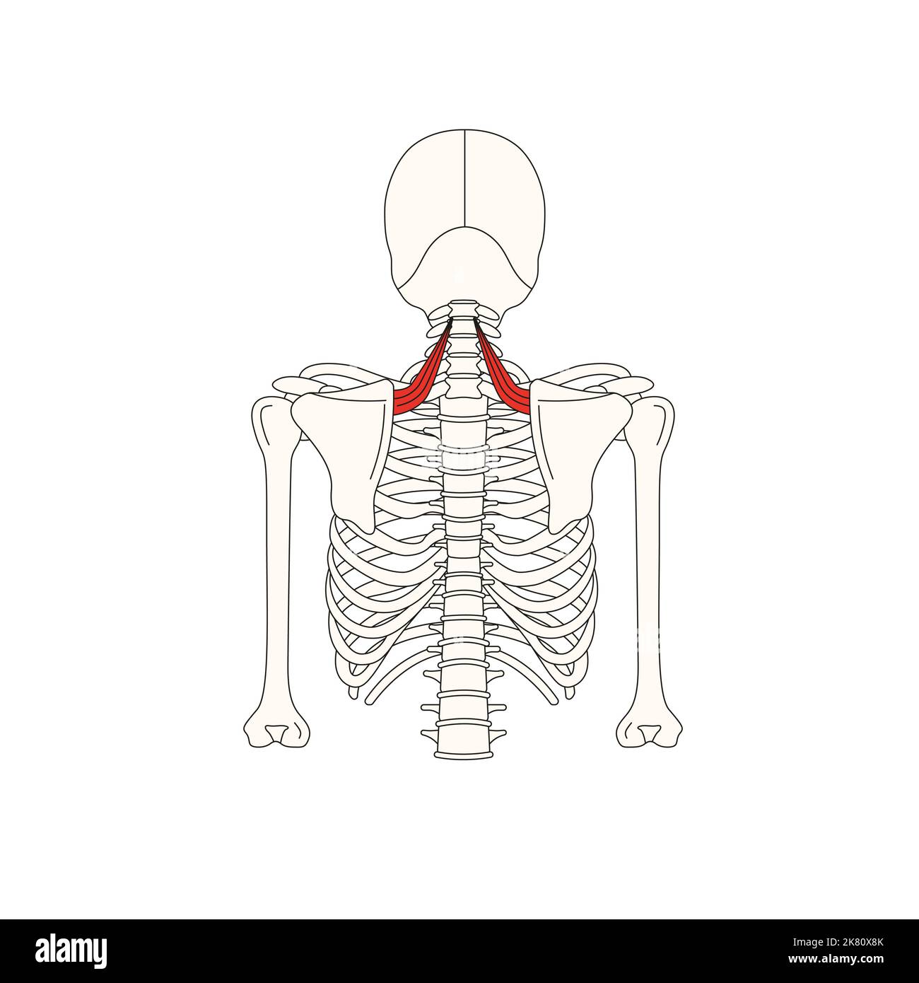 Anatomie humaine drawing levator scapulae muscle Photo Stock - Alamy