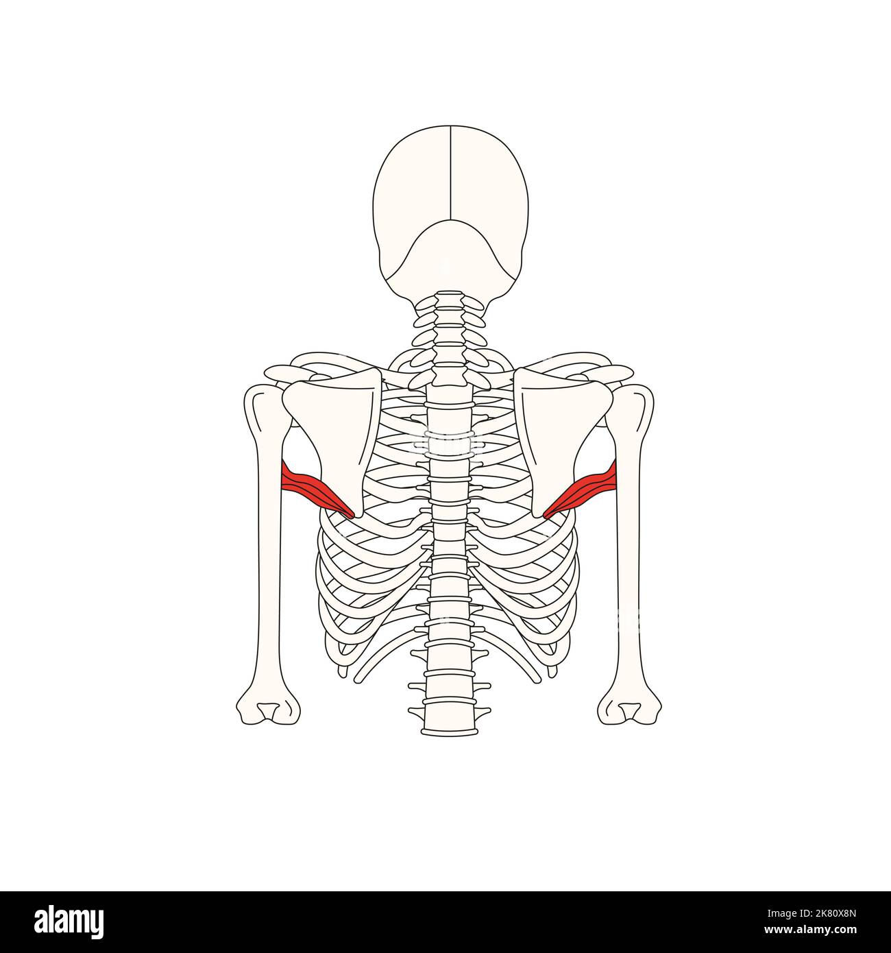 Anatomie humaine drawing musculus teres Major Photo Stock - Alamy