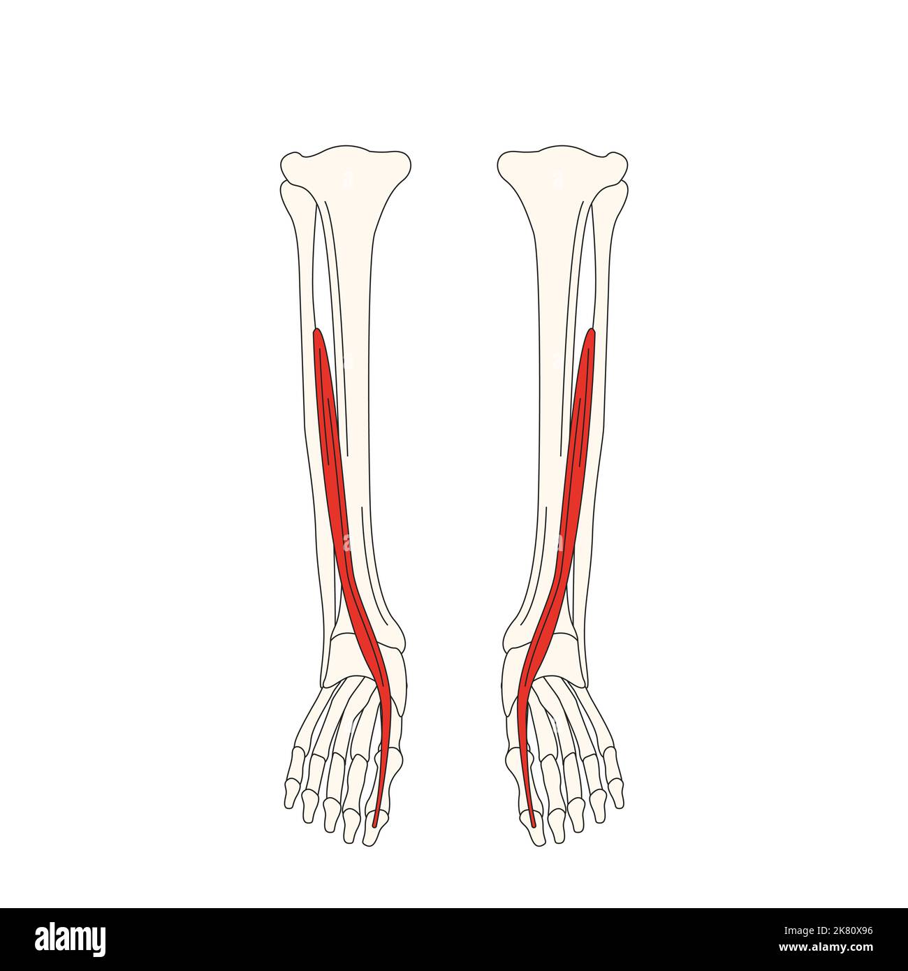 anatomie humaine dessin muscle extensor hallucinis longus Photo Stock ...