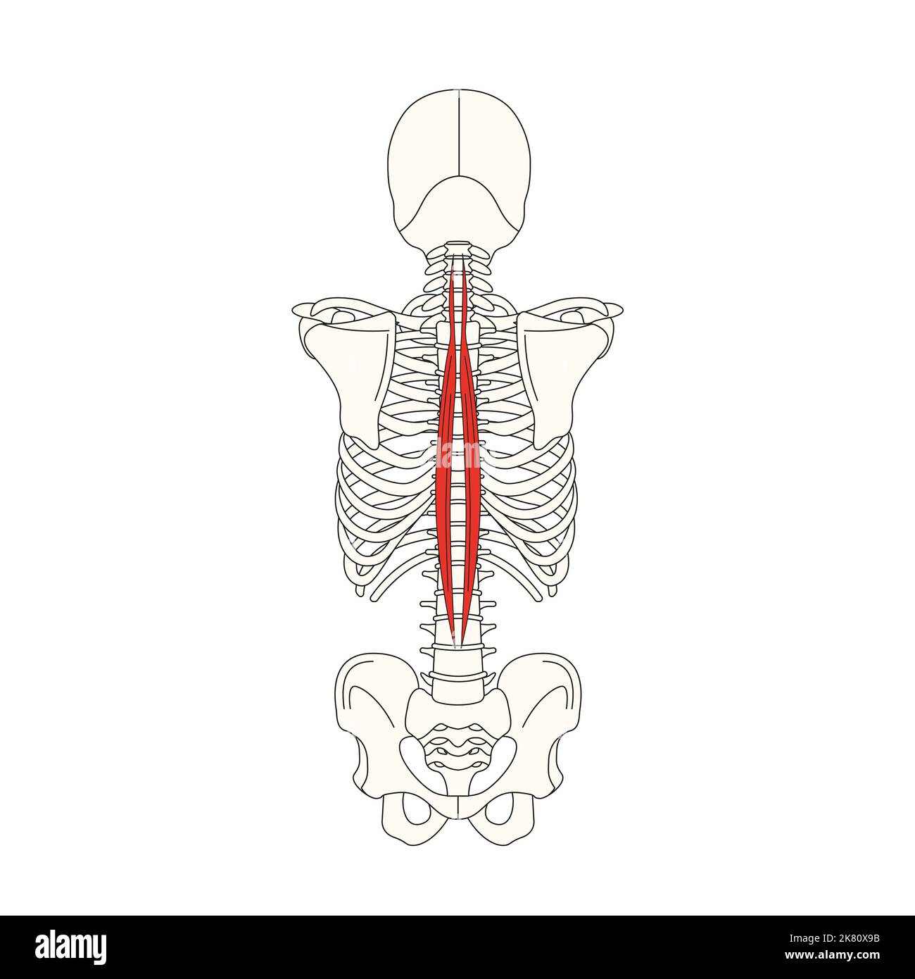 anatomie humaine dessin muscle spinalis Photo Stock - Alamy