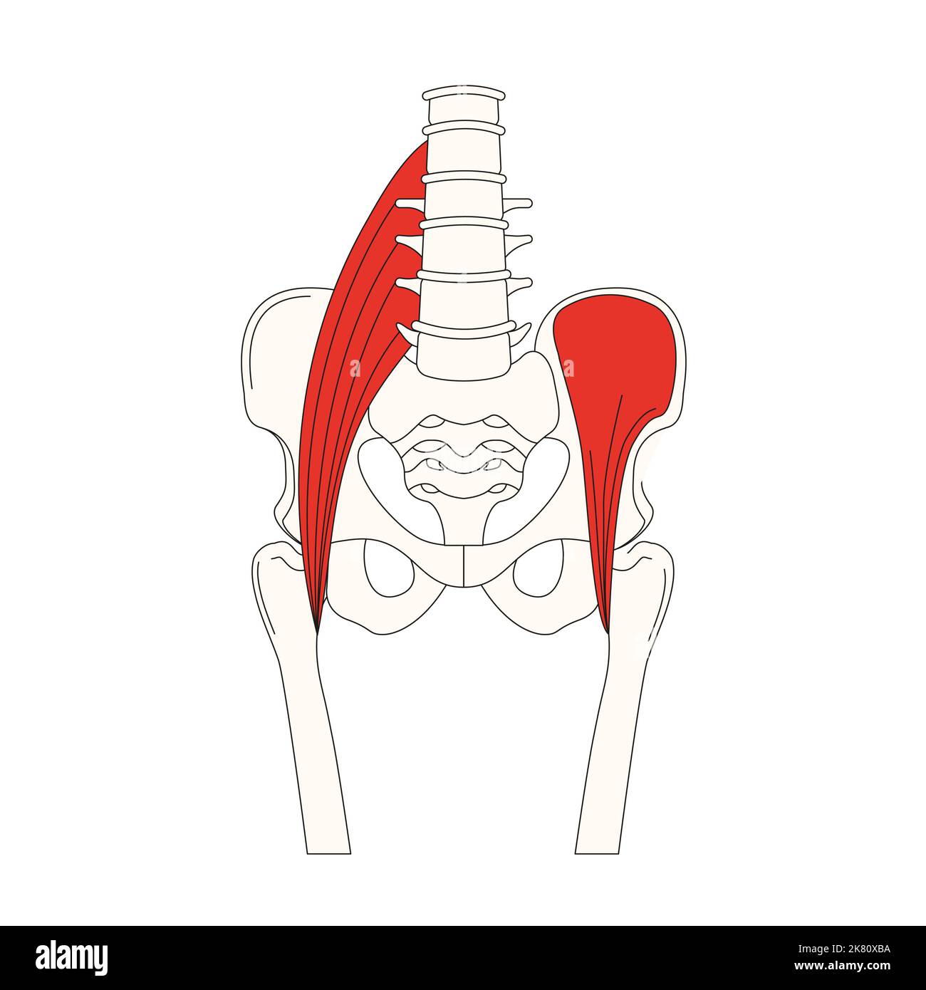 dessin d'anatomie humaine iliopsoas Photo Stock - Alamy