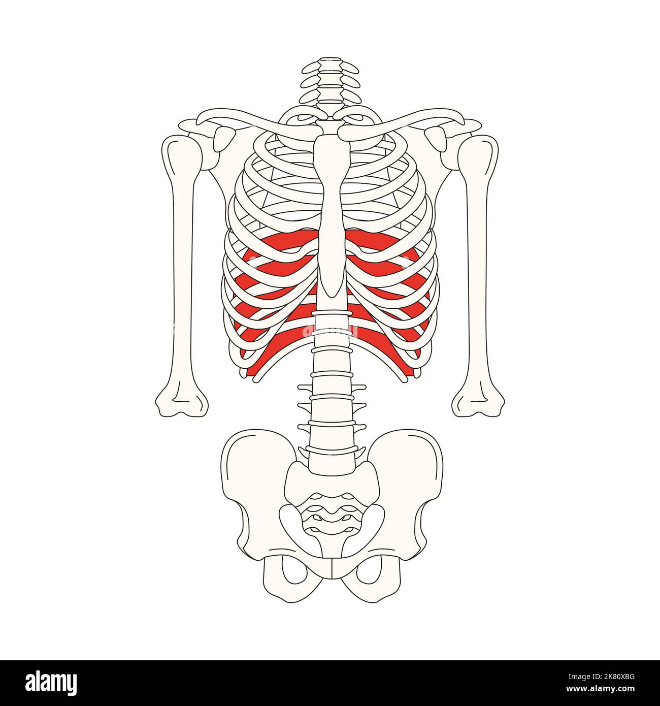 Dissection humaine Banque de photographies et d’images à haute ...