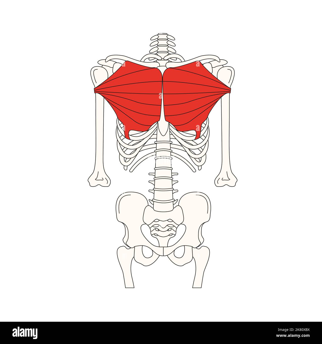 anatomie humaine drawing pectoralis major Photo Stock - Alamy