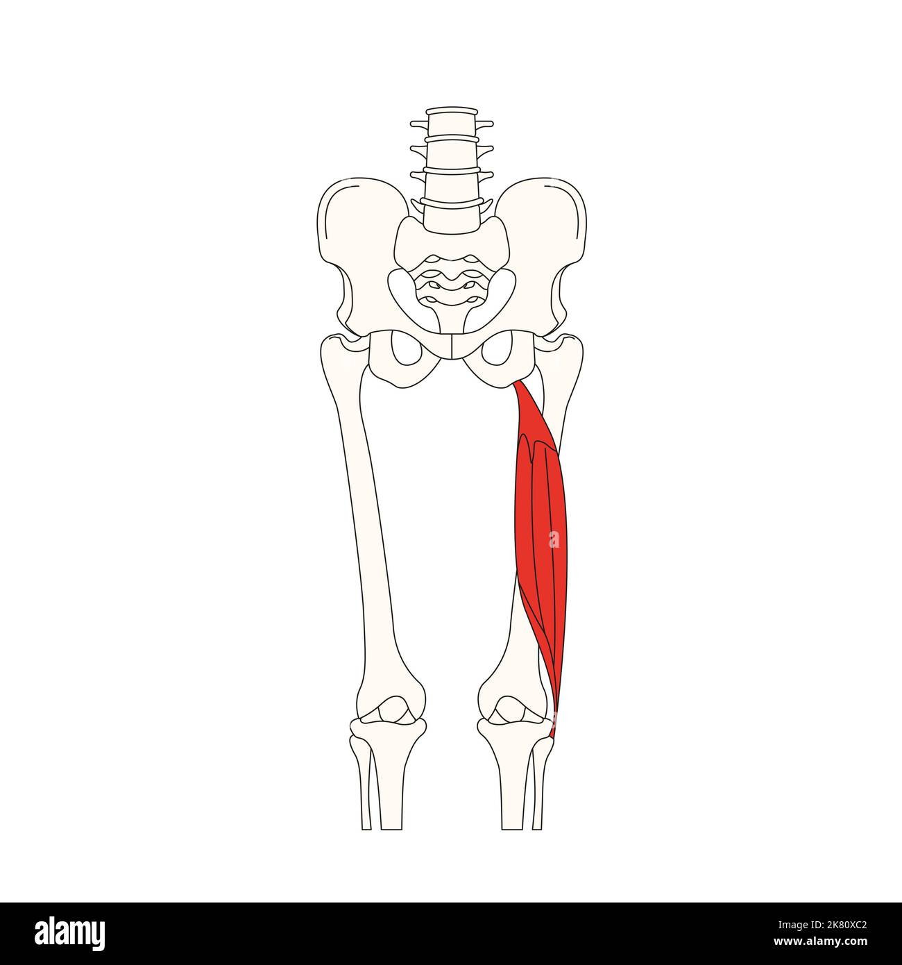 Muscles corps anatomie dessin Banque de photographies et d’images à ...
