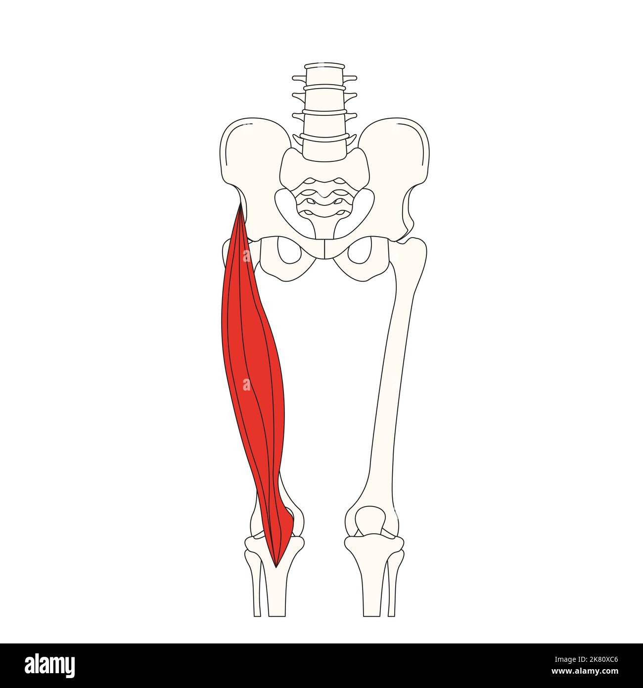 anatomie humaine drawing muscle rectus femoris Photo Stock - Alamy