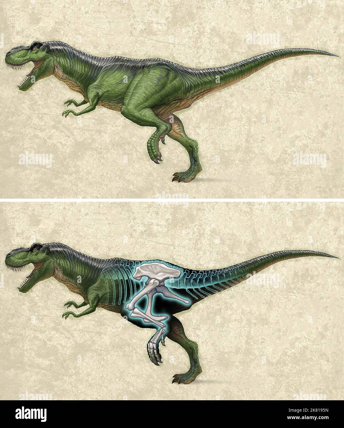 Squelette complet de dinosaure t rex Banque de photographies et d’images à haute résolution - Alamy