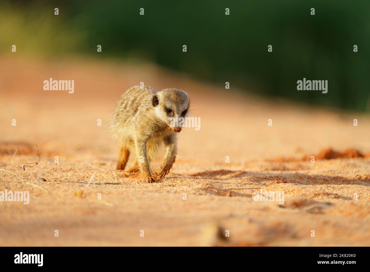 Baby meerkat Banque de photographies et d’images à haute résolution - Alamy