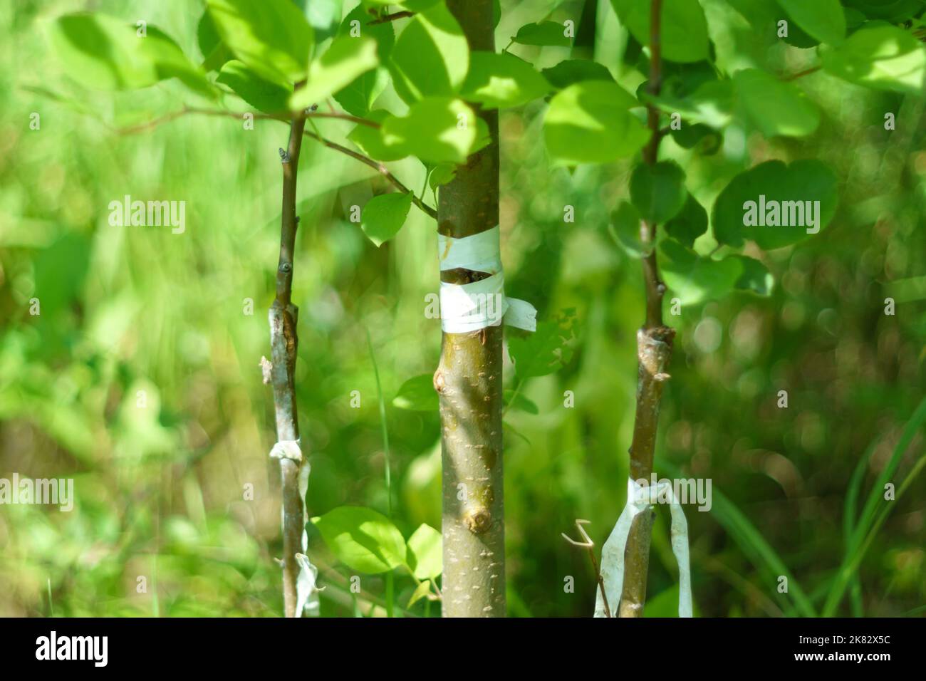 Grafting apple tree Banque de photographies et d’images à haute ...