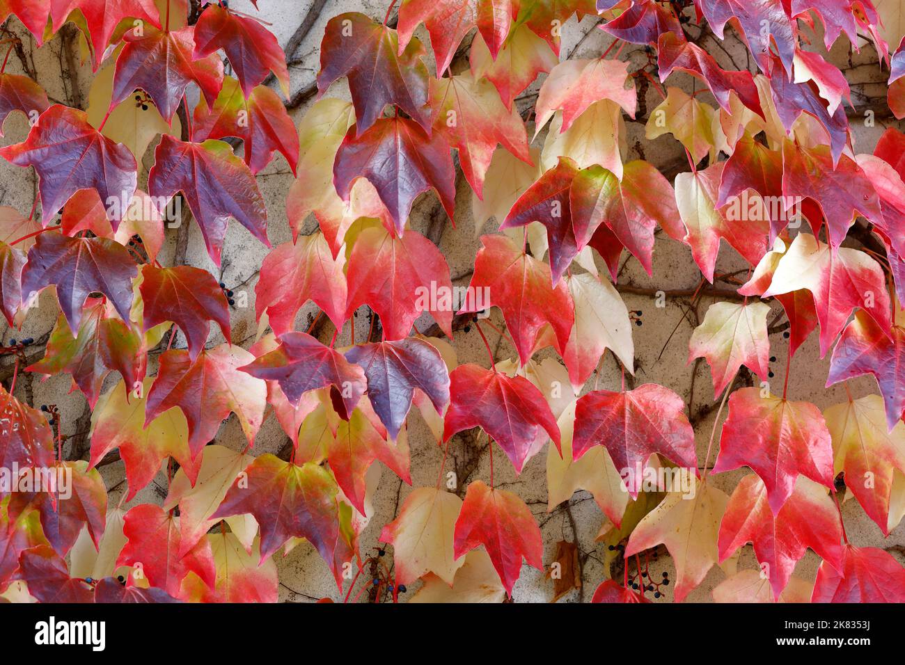 Feuilles rouges de vigne vierge Banque de photographies et d’images à ...