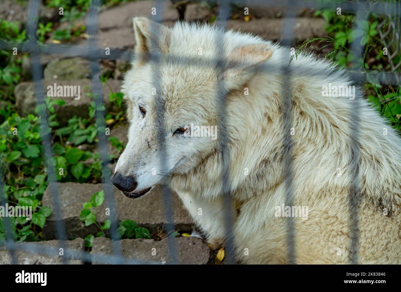 Loup blanc zoo Banque de photographies et d’images à haute résolution ...