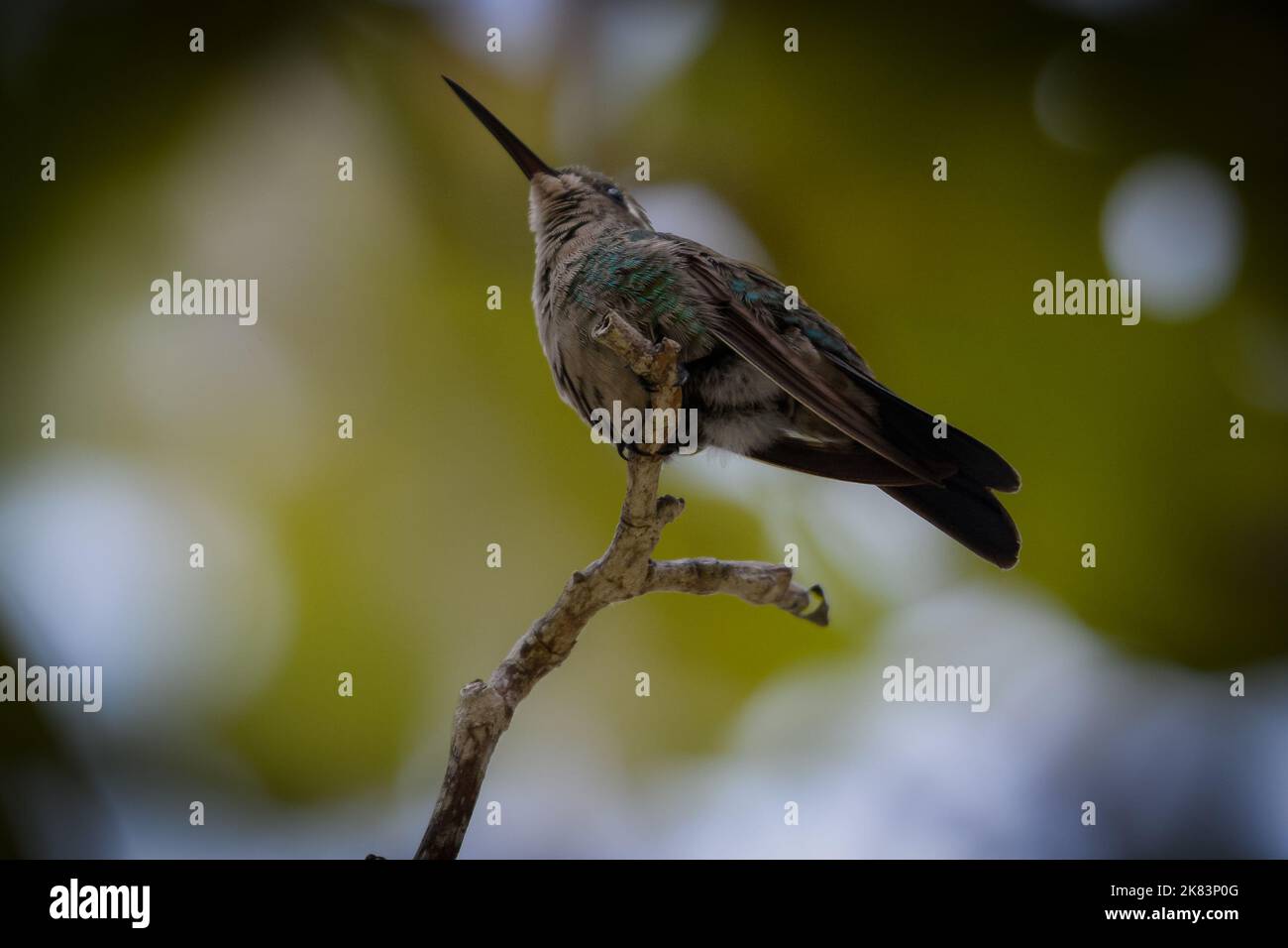 Colibri émeraude de cuba Banque de photographies et d’images à haute ...