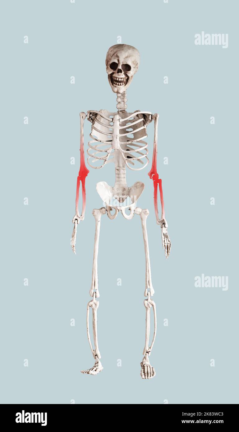 Anatomie du coude et cartilage Banque de photographies et d’images à ...