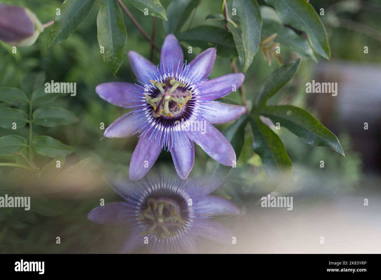 Fleur pourpre de feuilles de Passiflora (Passiflora incarnata) dans le ...