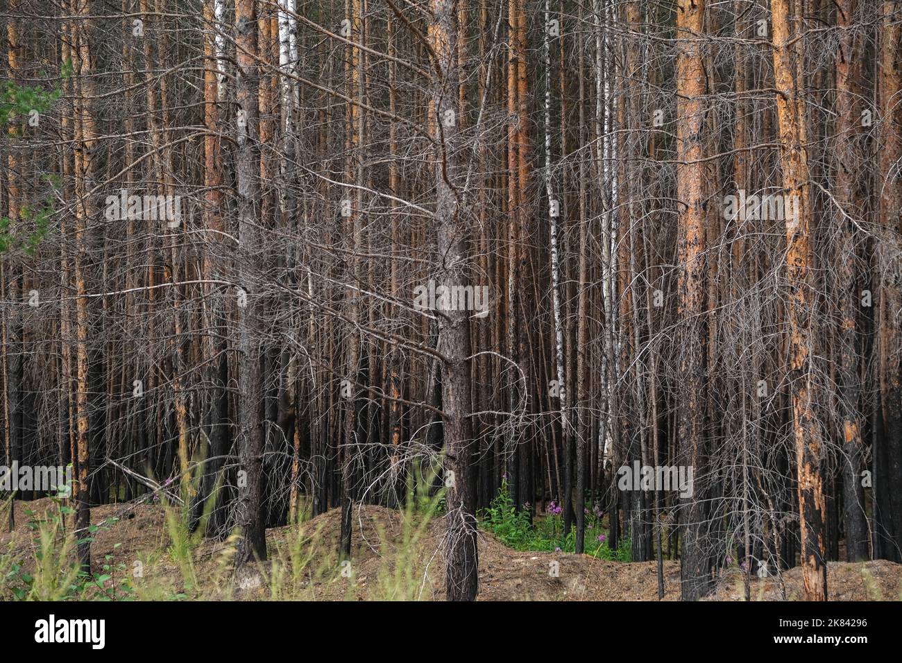 Forêt de pins après un incendie à grande échelle. Paysage d'une forêt ...