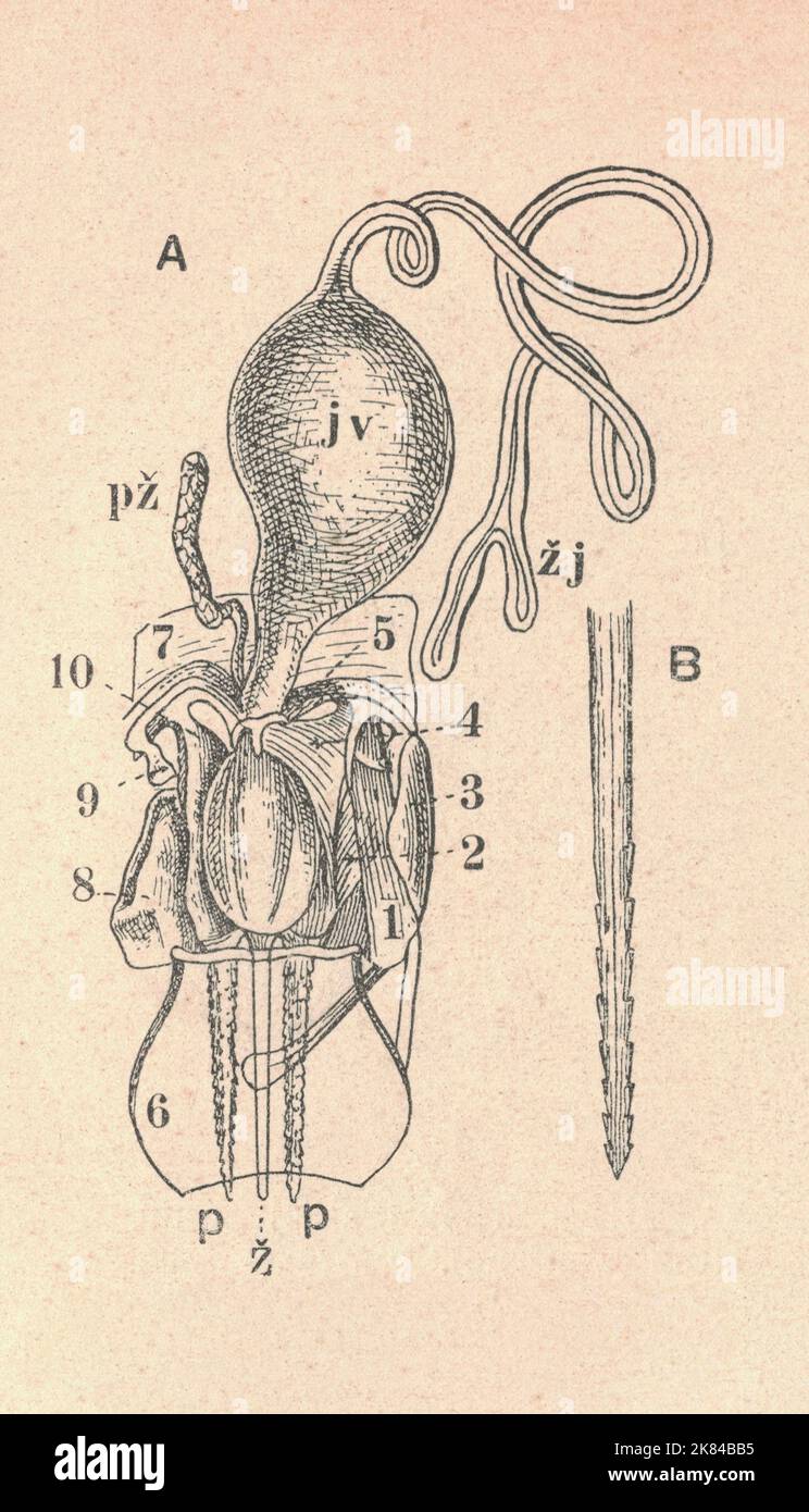 Sistema digestivo animales Banque de photographies et d’images à haute ...