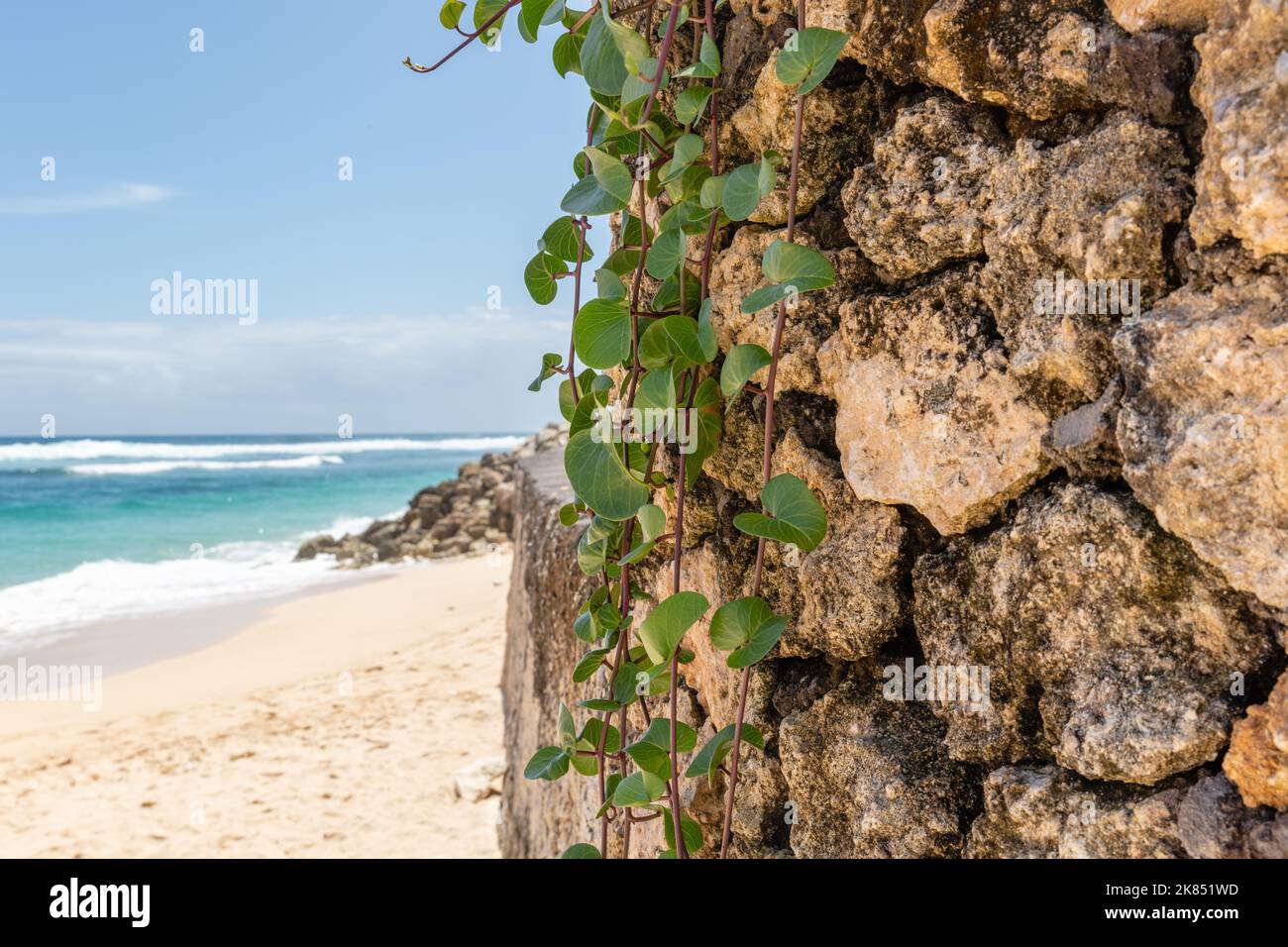 Beach Morning Glory ou Ipomoea sur le mur de pierre calcaire à la plage ...