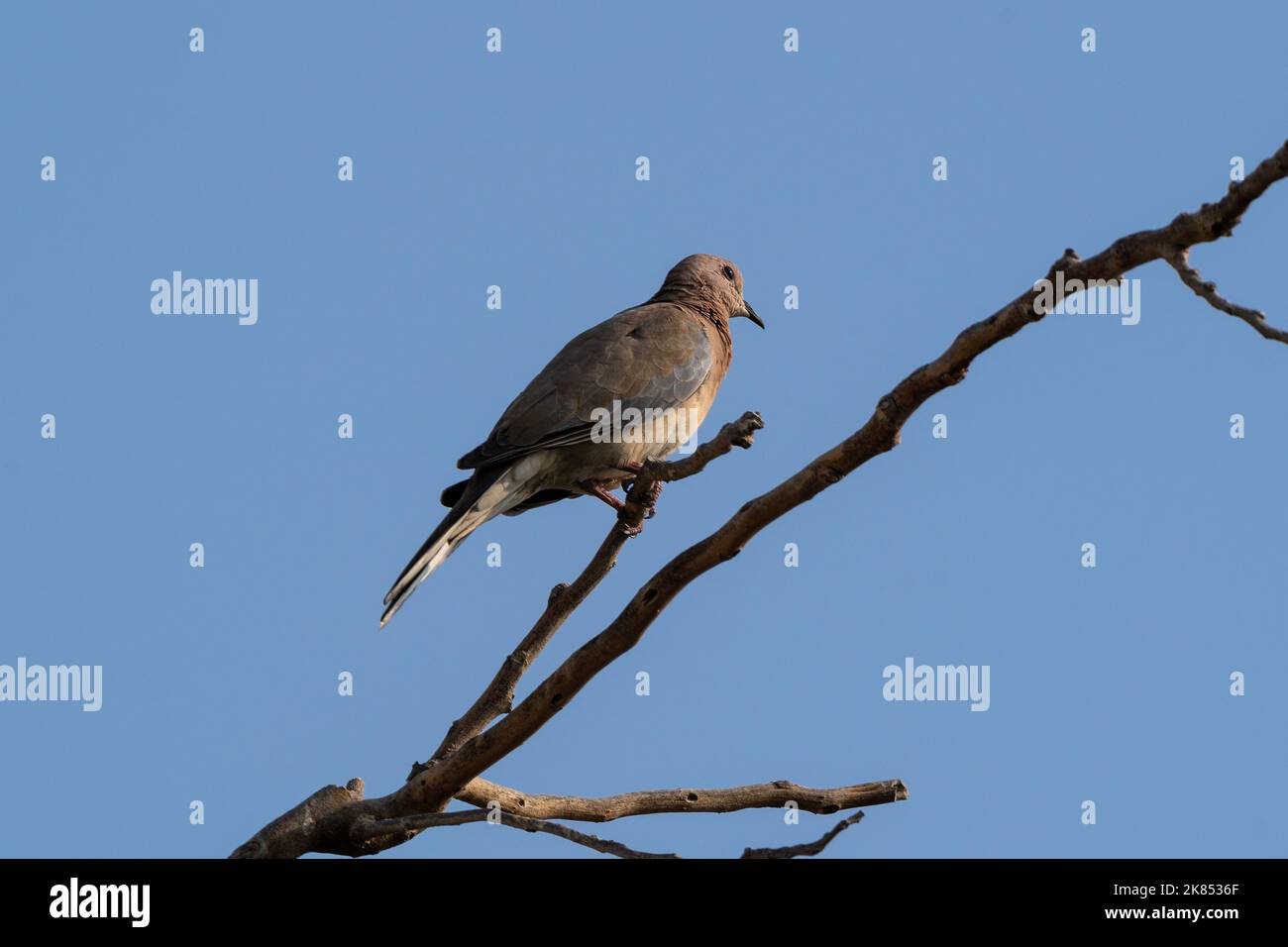 Colombe qui rit spilopelia senegalensis Banque de photographies et d ...