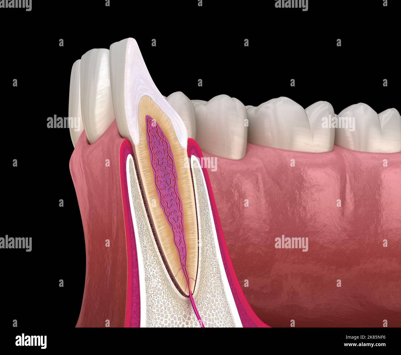 Anatomie de la dent et de la gomme de l'incisive latérale maxillaire ...