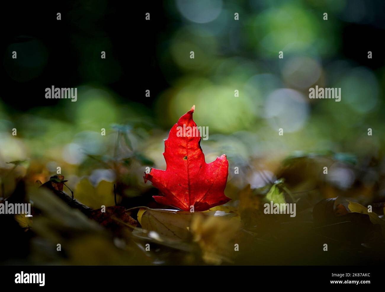 Une feuille rouge solitaire est illuminée sous le soleil du matin parmi ...