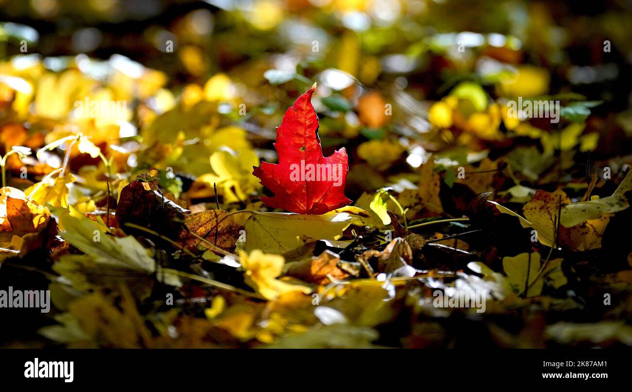 Une feuille rouge solitaire est illuminée sous le soleil du matin parmi ...