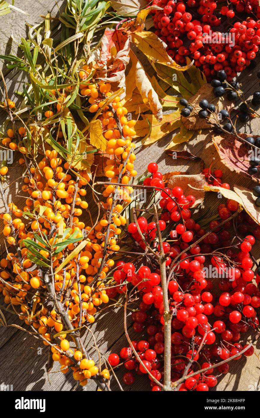 Viburnum vulgaris Banque de photographies et d’images à haute ...