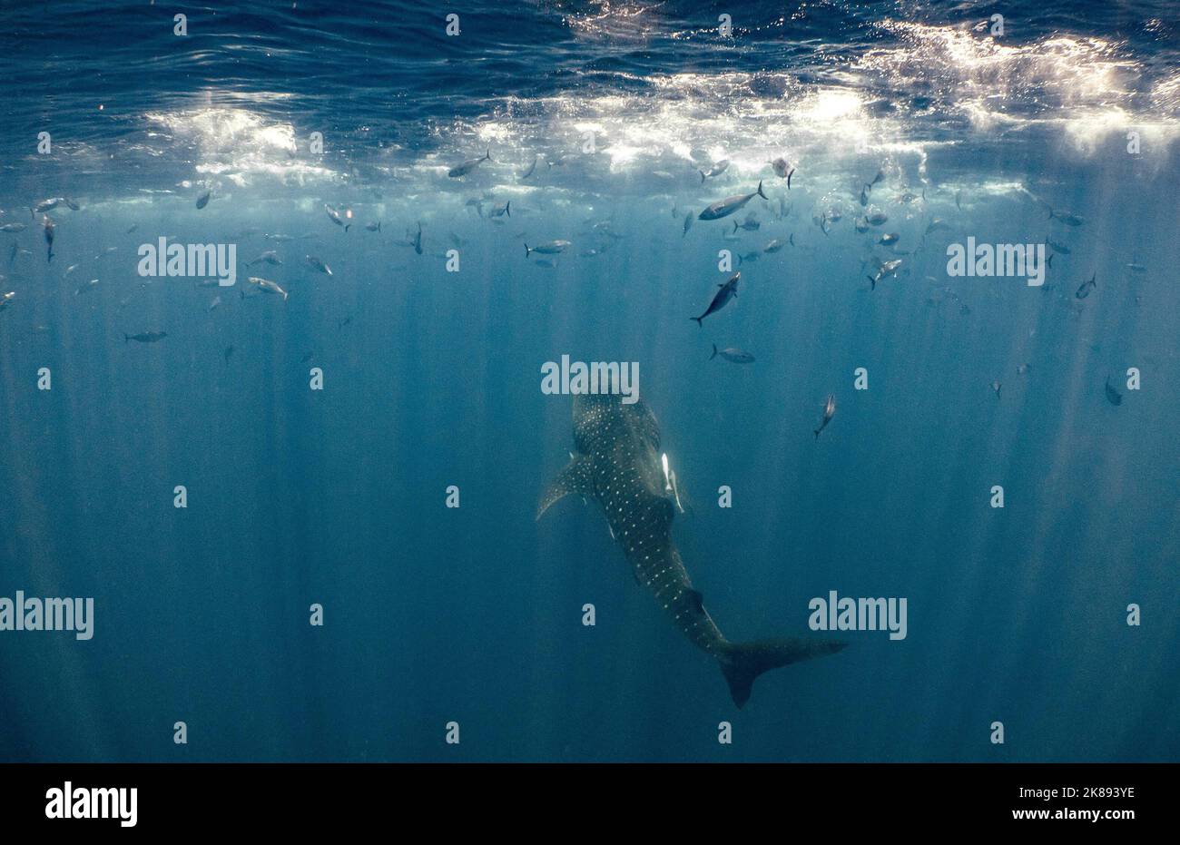 Chasse et alimentation des requins-baleines dans la baie de Nosy Be ...