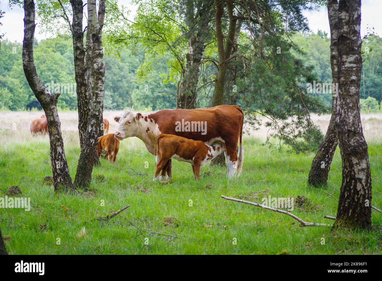 faire dorer le lait de veau à sa mère Photo Stock - Alamy