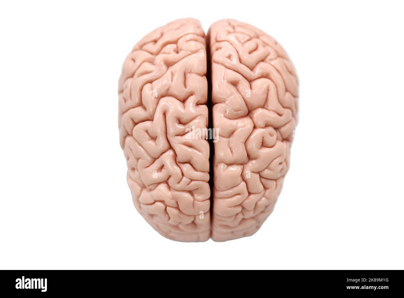 Sistema nervioso central humano Banque d'images détourées - Alamy