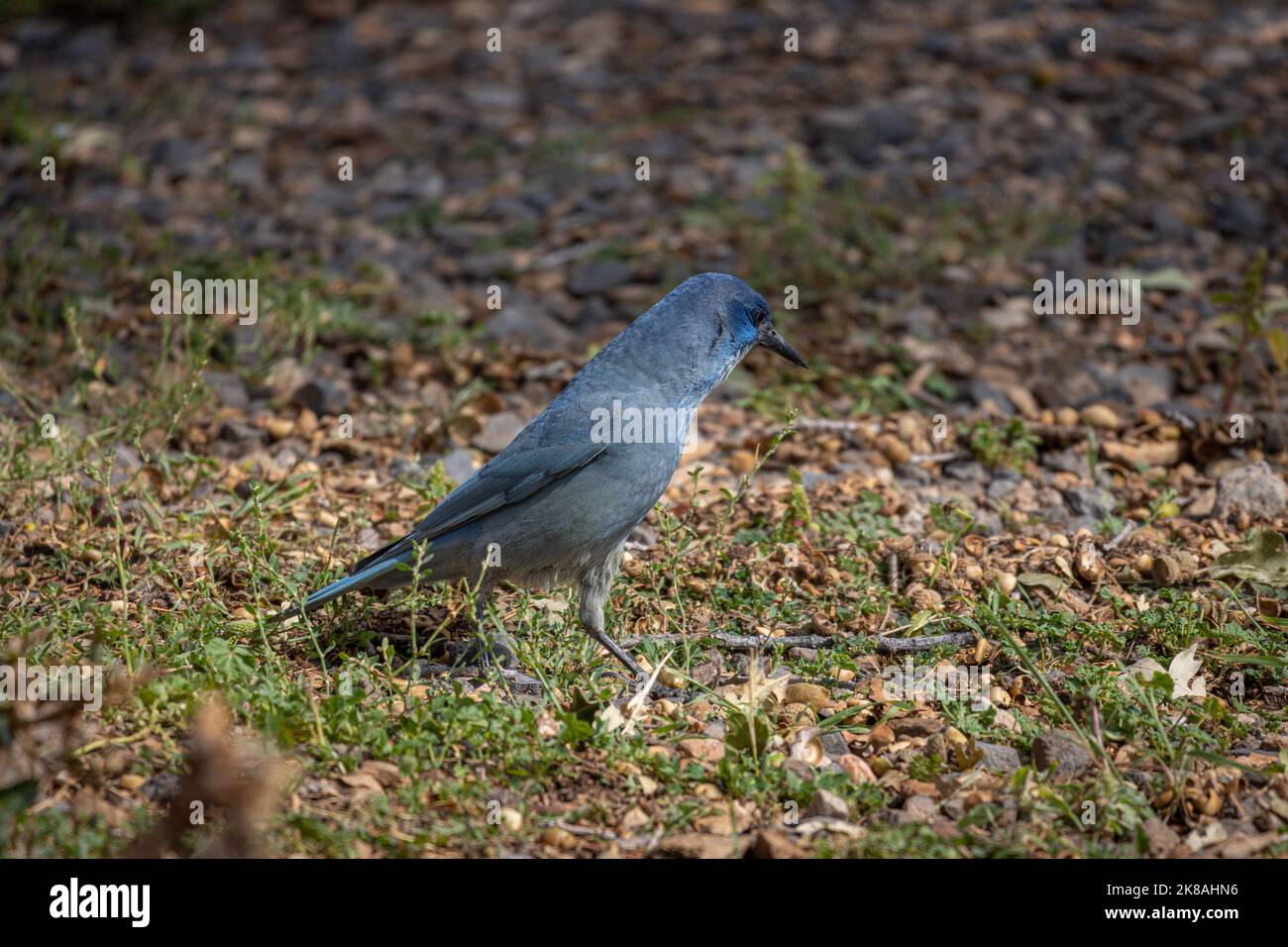 Le geai de pinyon (Gymnorhinus cyanocephalus) à la recherche de ...