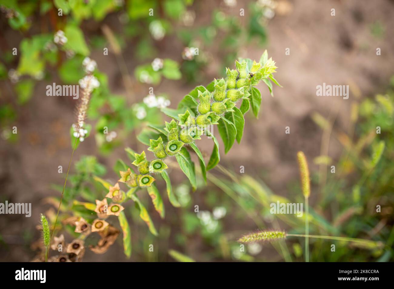 Gousses de fruits de henbane. Hyoscyamus niger, Hénbane noir ou ...