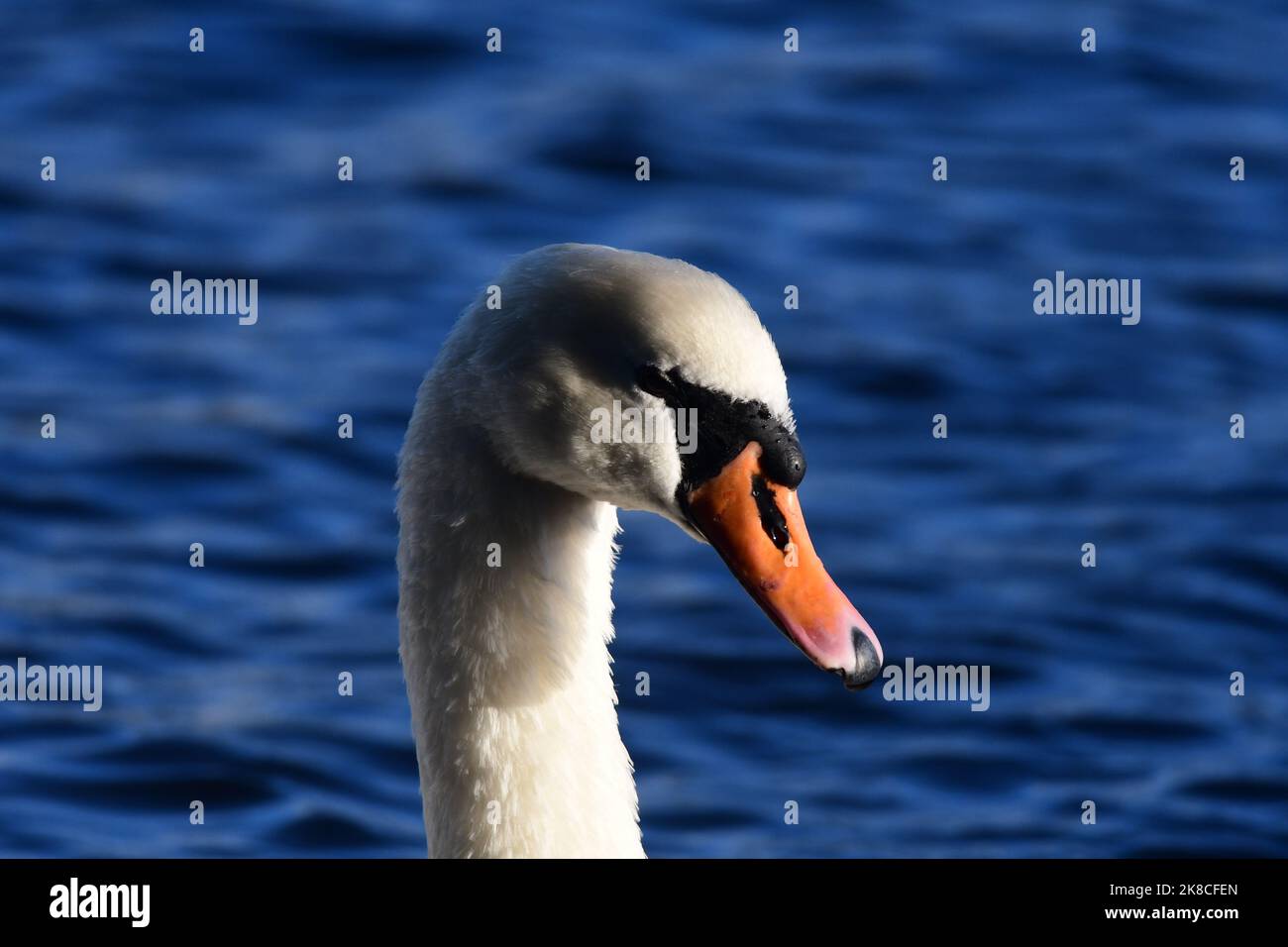 Cygne ornithologique Banque de photographies et d’images à haute résolution - Alamy