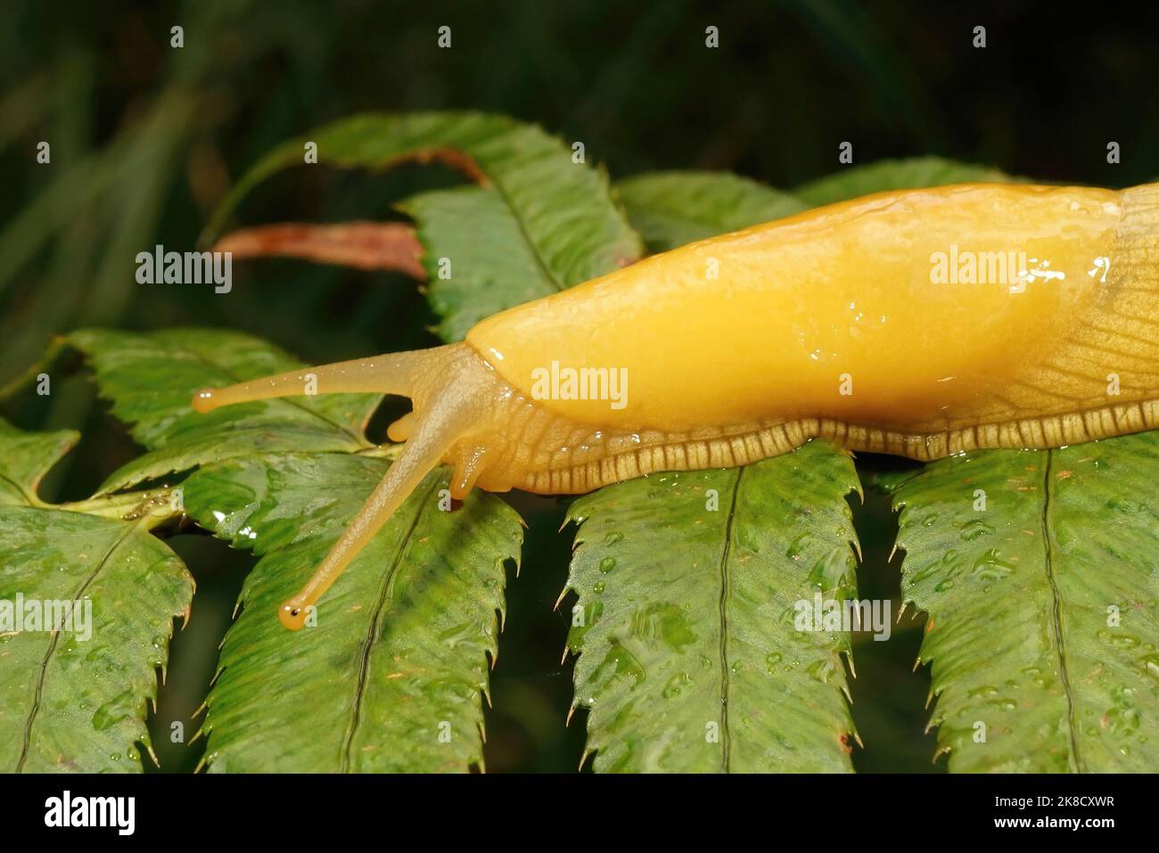 Limace de banane californienne Banque de photographies et d’images à ...