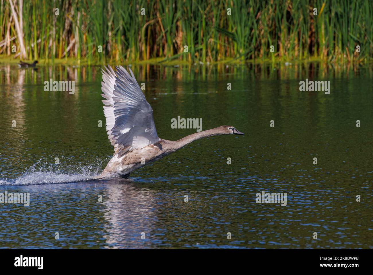 Cygne juvénile Banque de photographies et d’images à haute résolution - Alamy