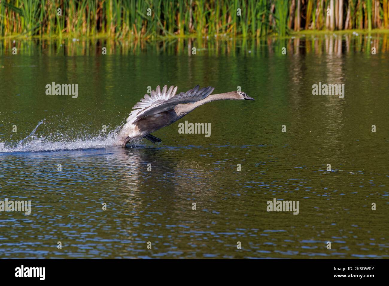 Cygne juvénile Banque de photographies et d’images à haute résolution - Alamy