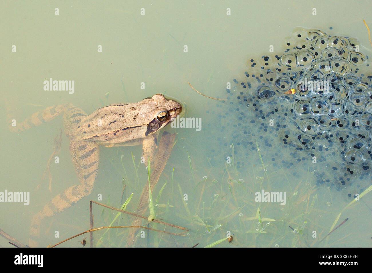 Rana dalmatina œufs Banque de photographies et d’images à haute ...