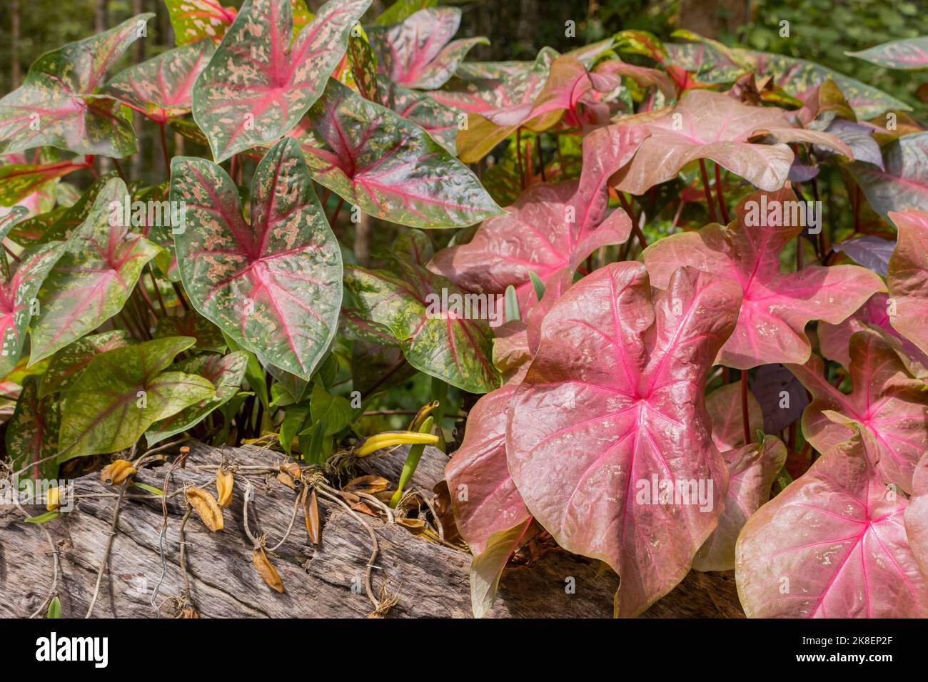 Jesus plant Banque de photographies et d’images à haute résolution - Alamy