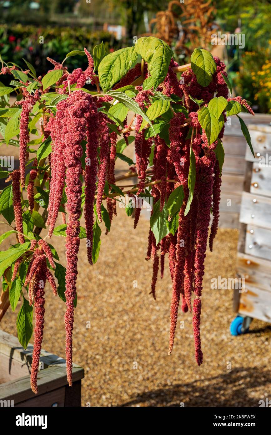 Jardin de bridgemere rhs Banque de photographies et d’images à haute ...