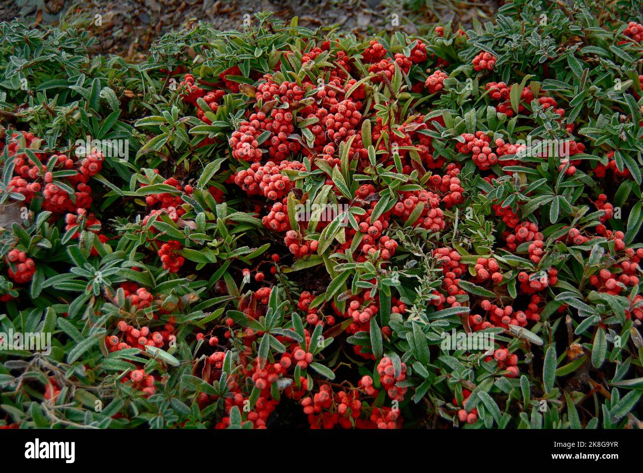 Fruit orange vif sur un pyracantha Banque de photographies et d’images ...