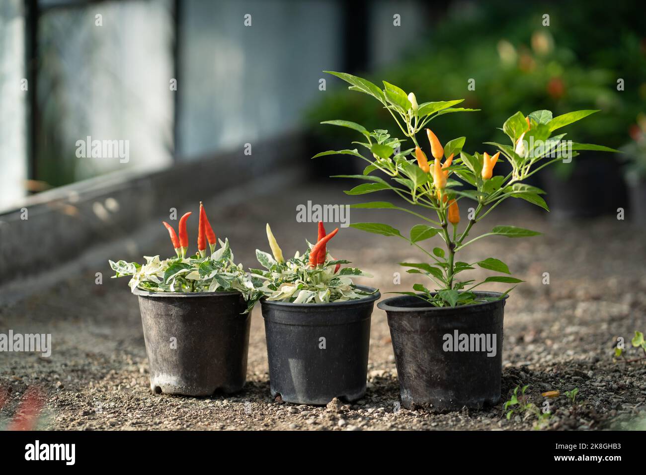 Trois pots de poivrons paprika miniatures sur des buissons de ...