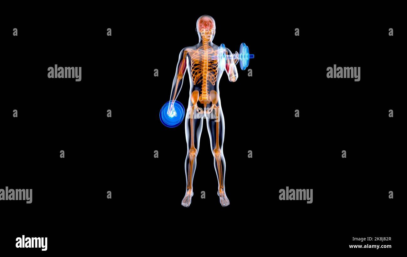 Illustration 3D d'une anatomie d'un homme à rayons X. Le biceps se ...