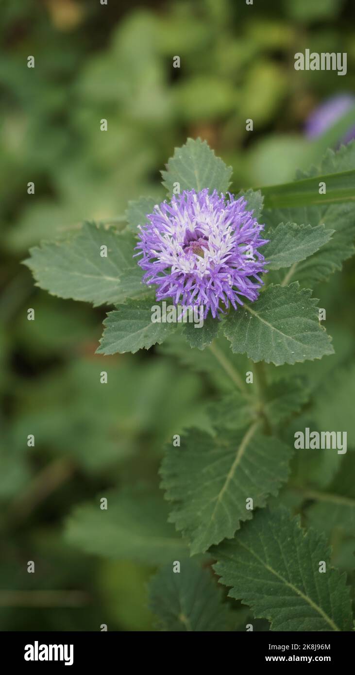 Gros plan de belles fleurs de Centratherum punctatum également connu ...
