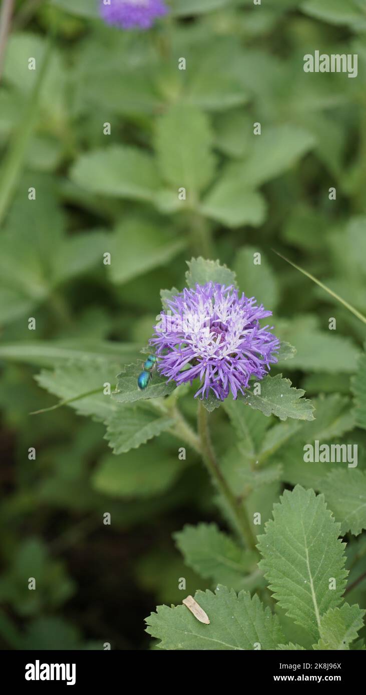 Gros plan de belles fleurs de Centratherum punctatum également connu ...