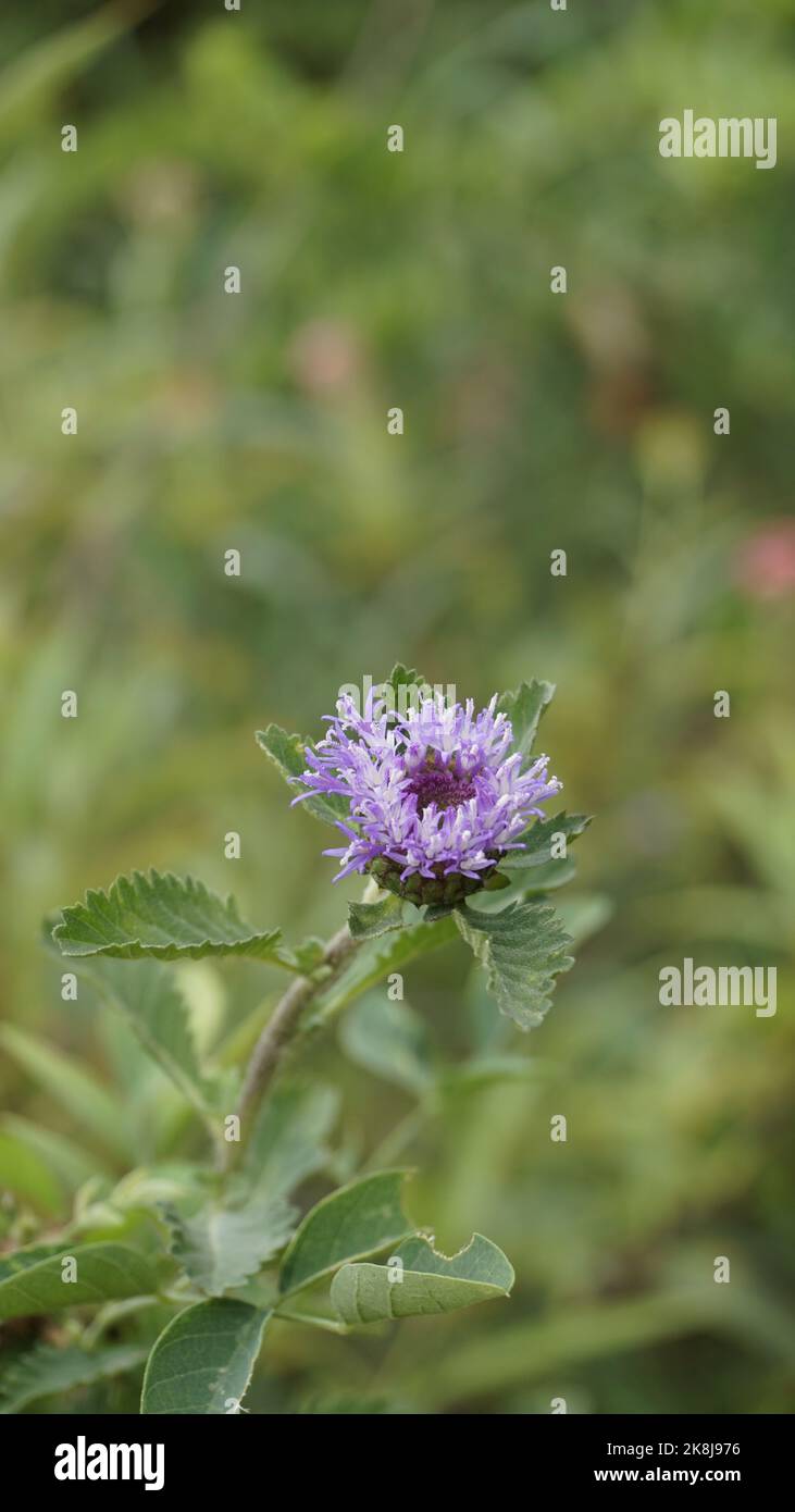 Gros plan de belles fleurs de Centratherum punctatum également connu ...