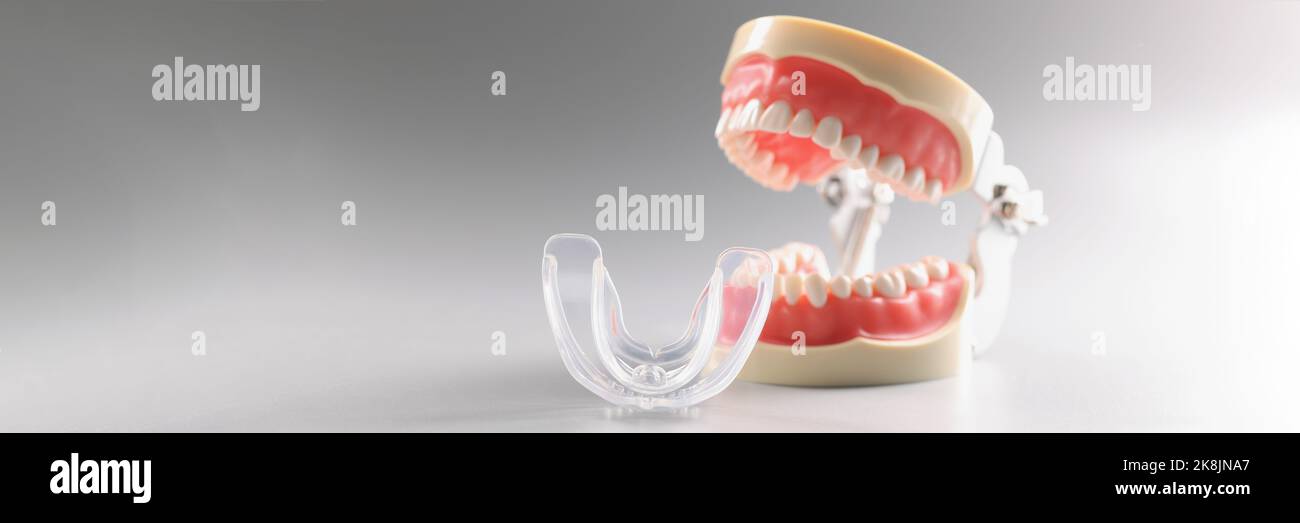 Modèle de dent humaine, modèle dentaire orthodontique ou mâchoire ...