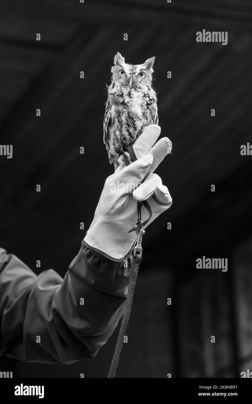 Démonstration pédagogique Banque d'images noir et blanc - Alamy